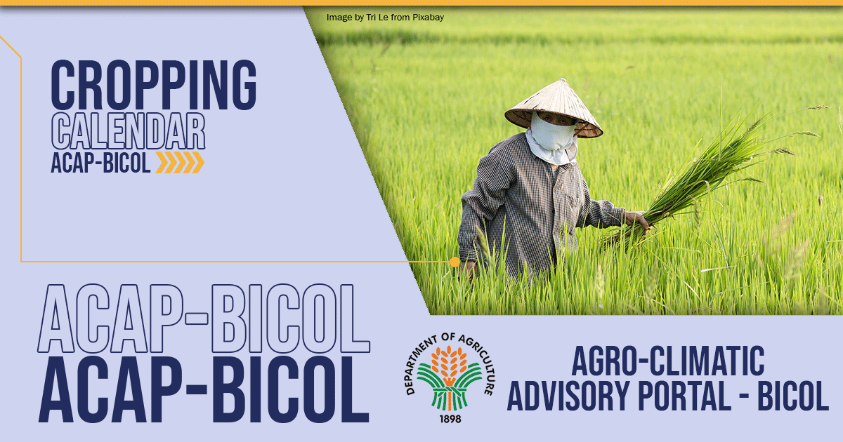 Agro-Climatic Advisory Portal - Bicol (ACAP-BICOL) Cropping Calendar