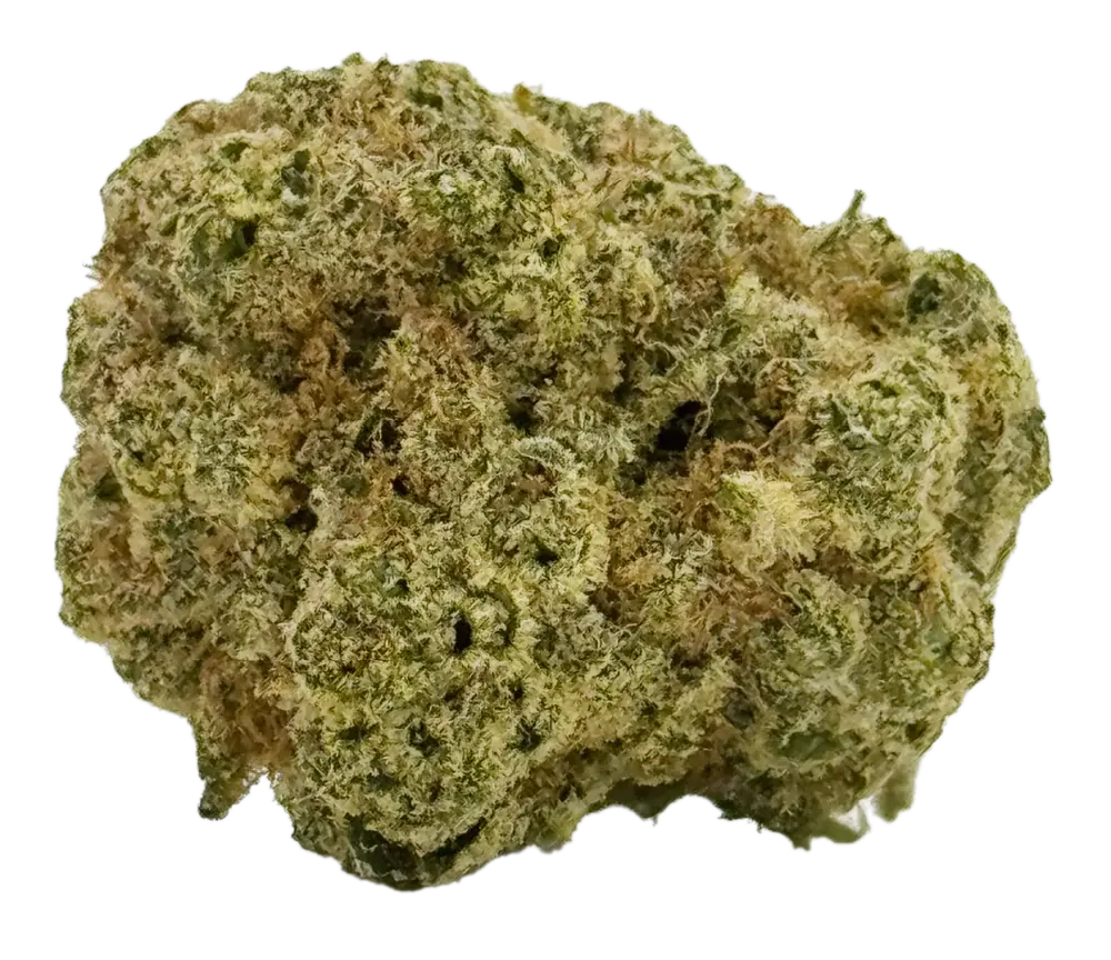 Banjo: Barongo 24/1 Banjo - WMG Pharma