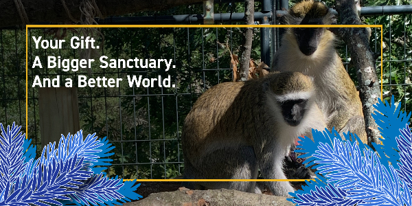 Support A Better World For Monkeys | Donate | FundHero