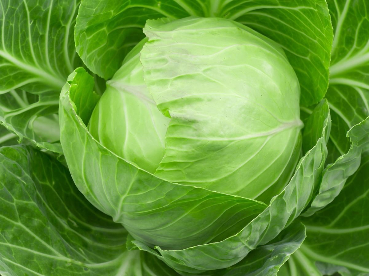 Cabbage, Green (Large) | Lucky Crow Farm – GrownBy