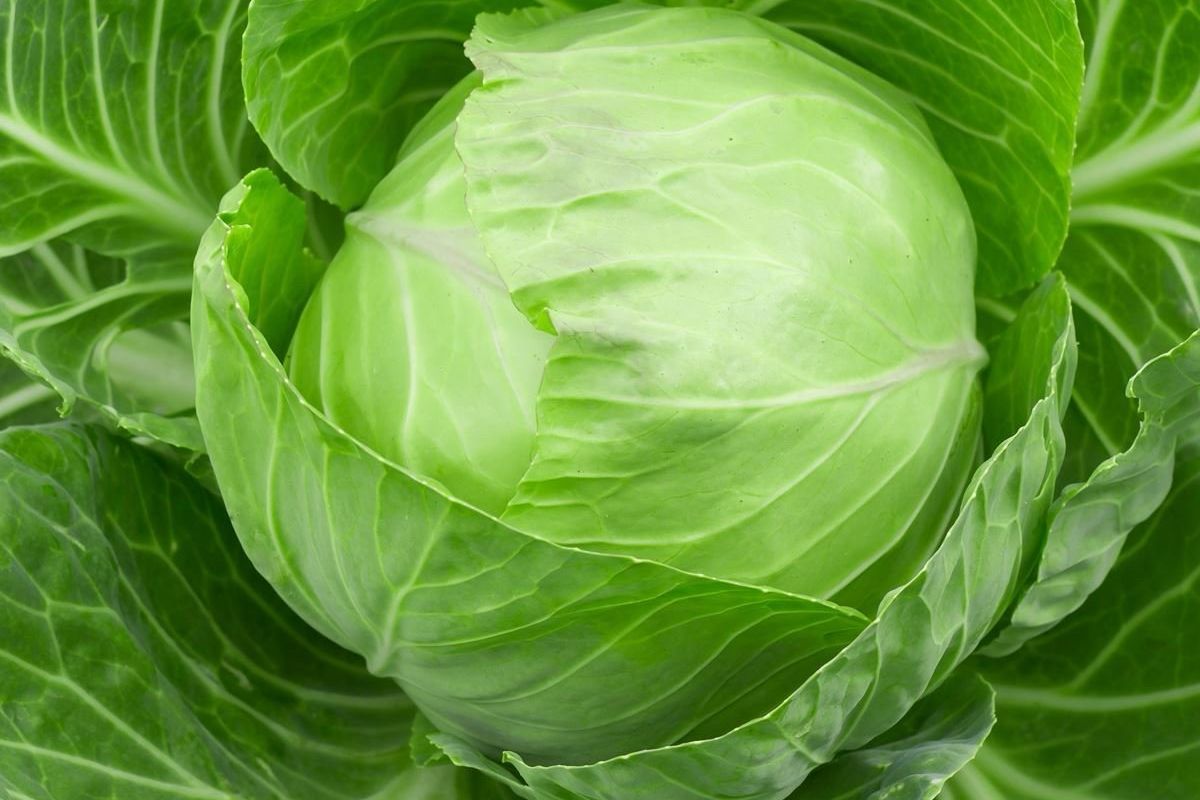 Cabbage, Green (Large) | Lucky Crow Farm – GrownBy