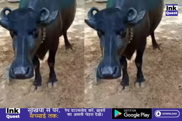 Rabies scare in India: रैबीज से पागल हुई भैंस, दूध पीने वाले आठ लोग ...