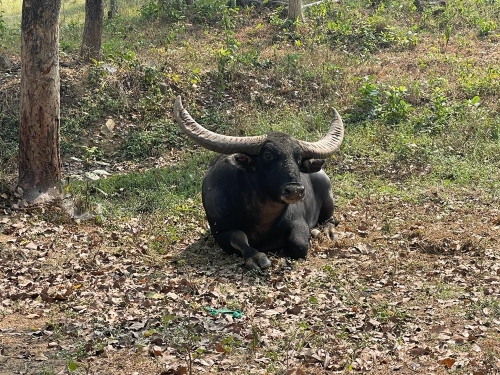 करोड़ों खर्च के बाद CG में बचा सिर्फ एक शुद्ध नस्ल का राजकीय वन भैंसा ...
