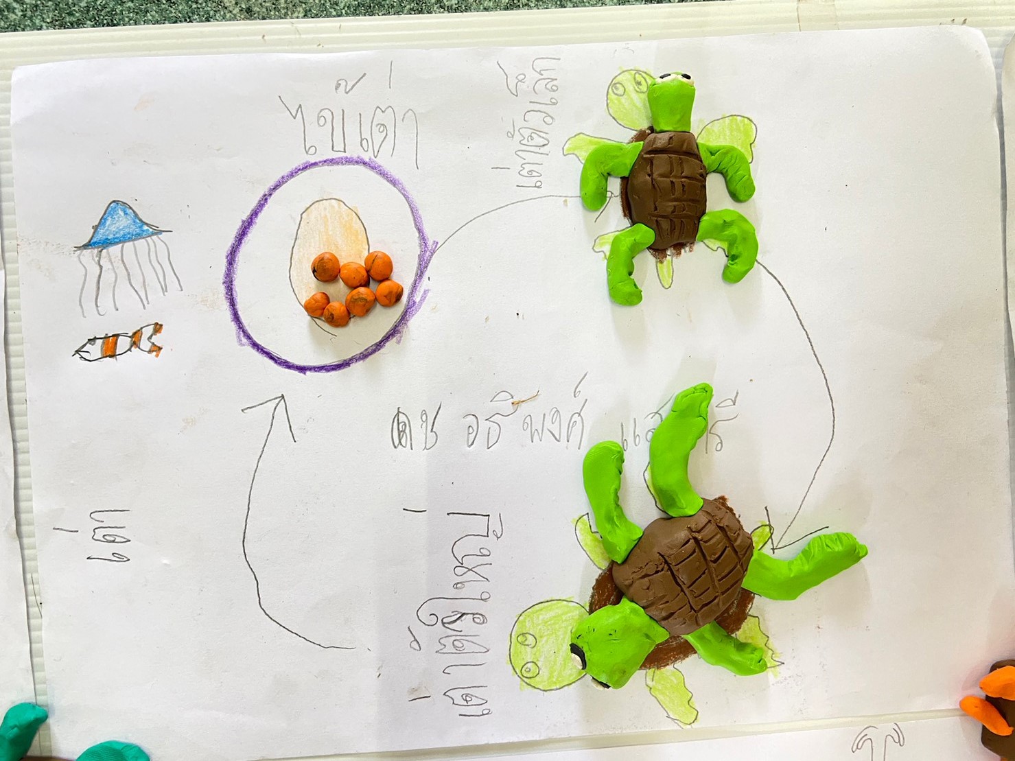 Inskru | I Sea You (ส่องวงจรชีวิตสัตว์ทะเล)