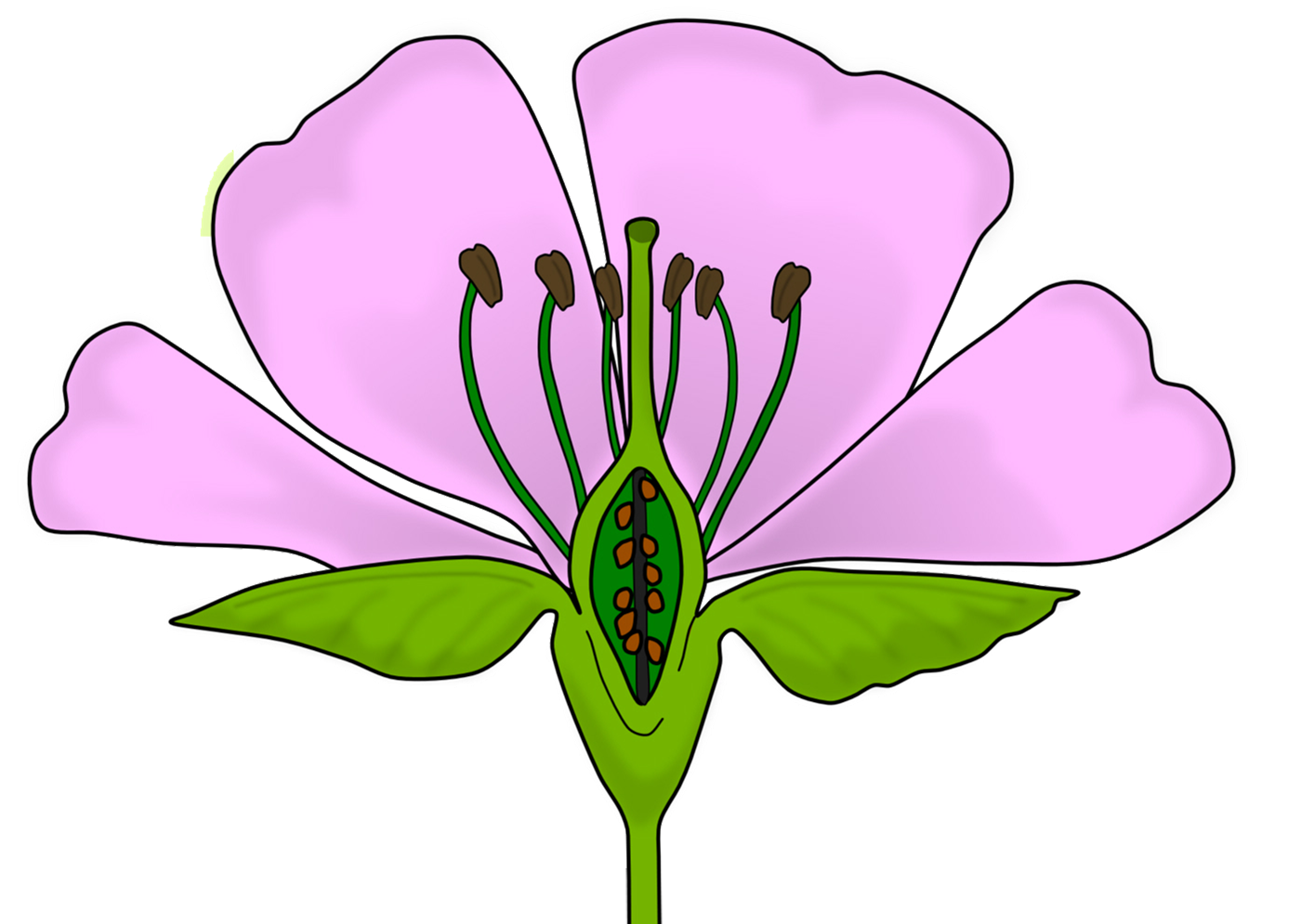 Inskru | โครงสร้างของดอกพืช ม.1