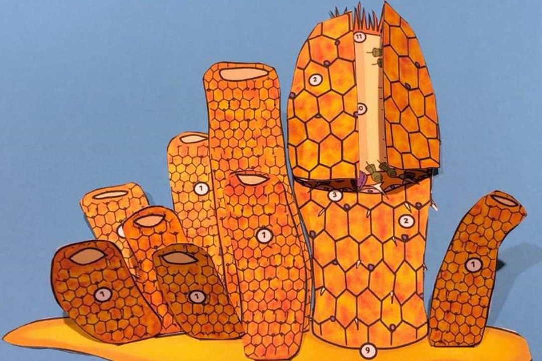 Inskru | ใบงาน Dissection โมเดลปะการัง