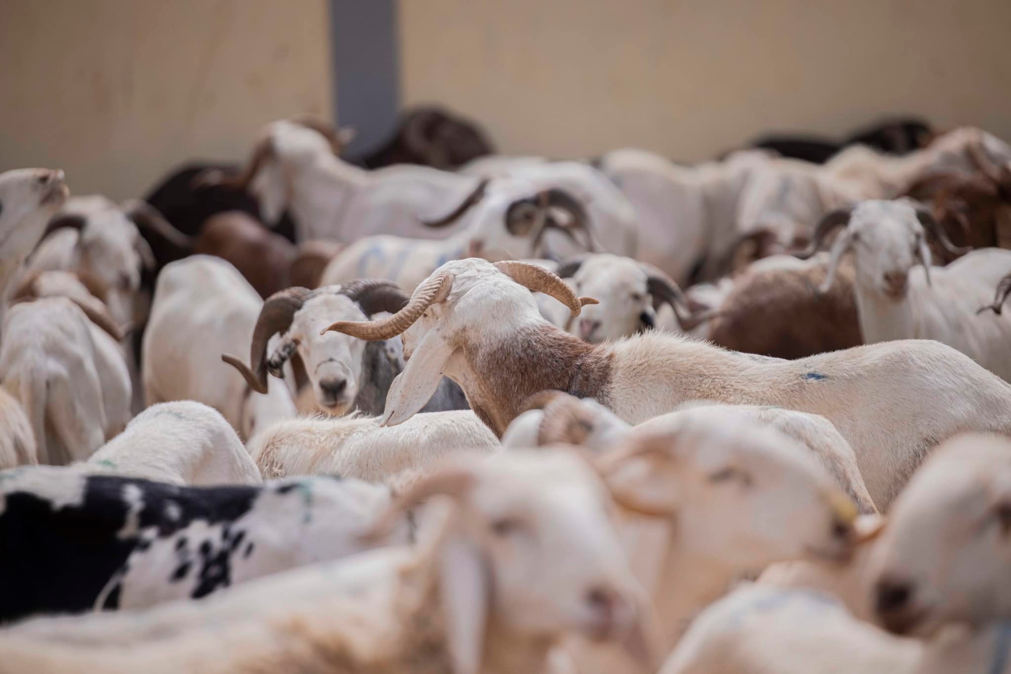 Mali - Opération Tabaski : Des Kits alimentaires et des moutons pour les veufs et les blessés de ...