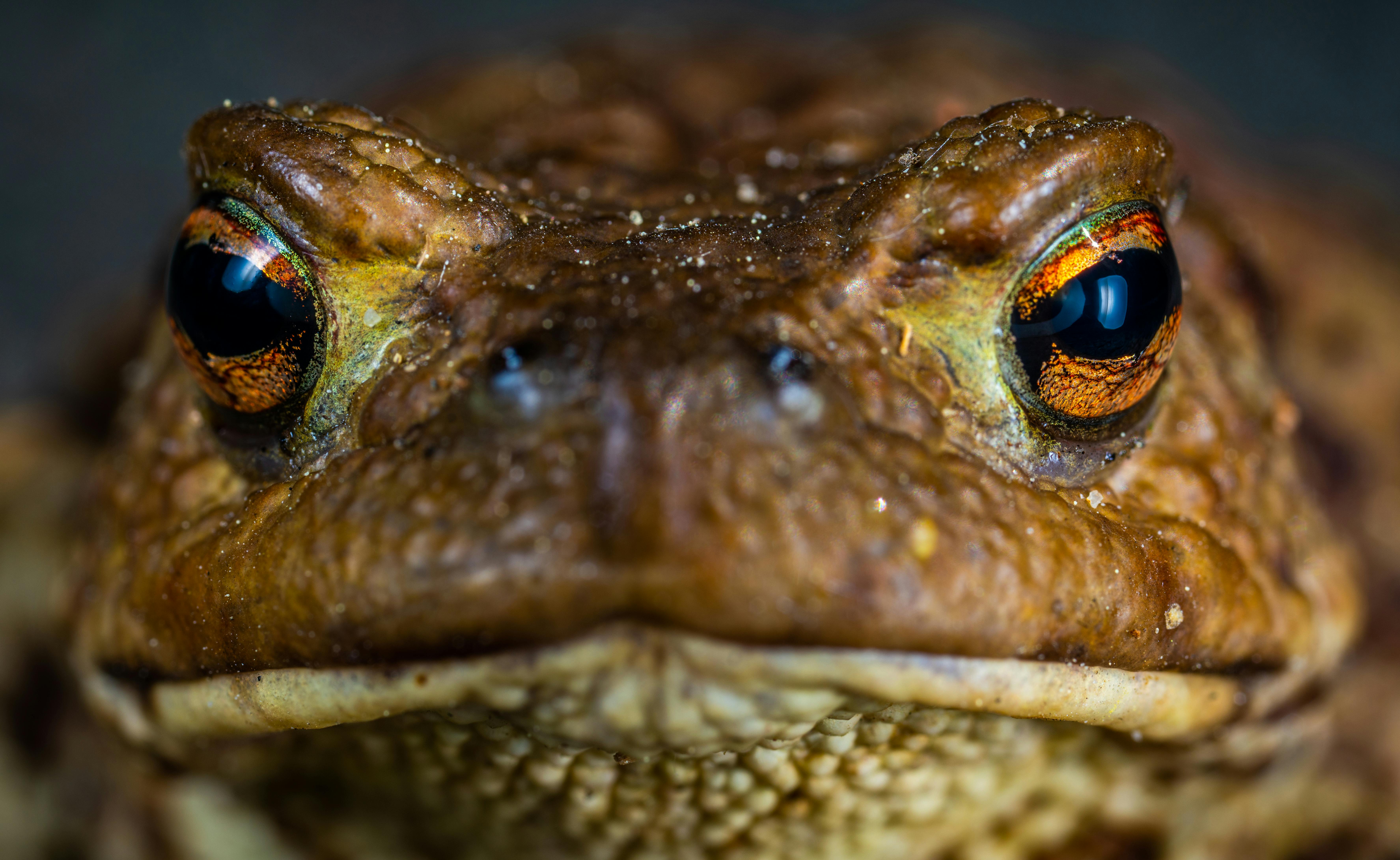 The Frogs That Turned Black: How Chernobyl’s Wildlife Evolved to ...