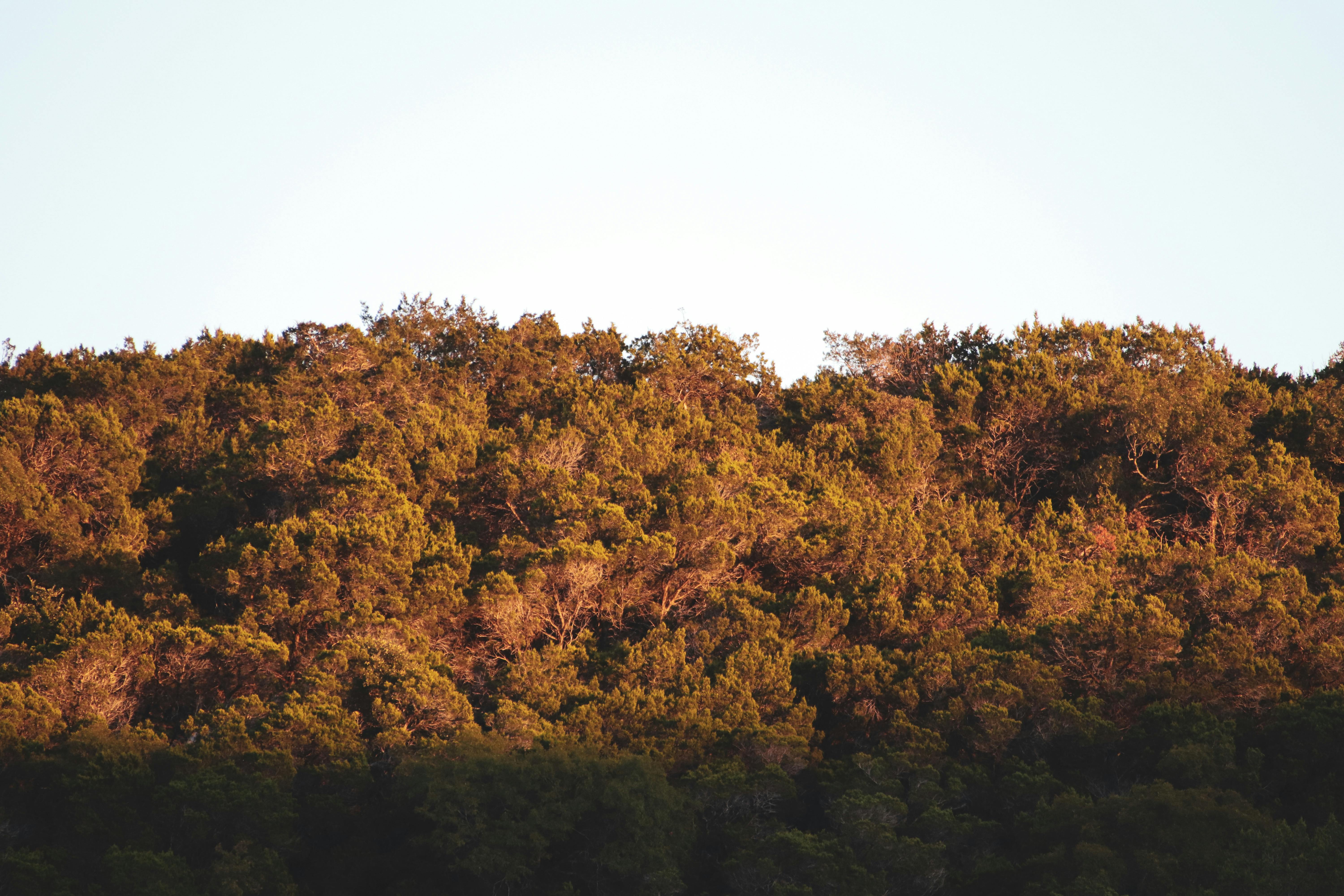 Iceberg Data Lab Unveils Tool to Help Investors Track Deforestation ...