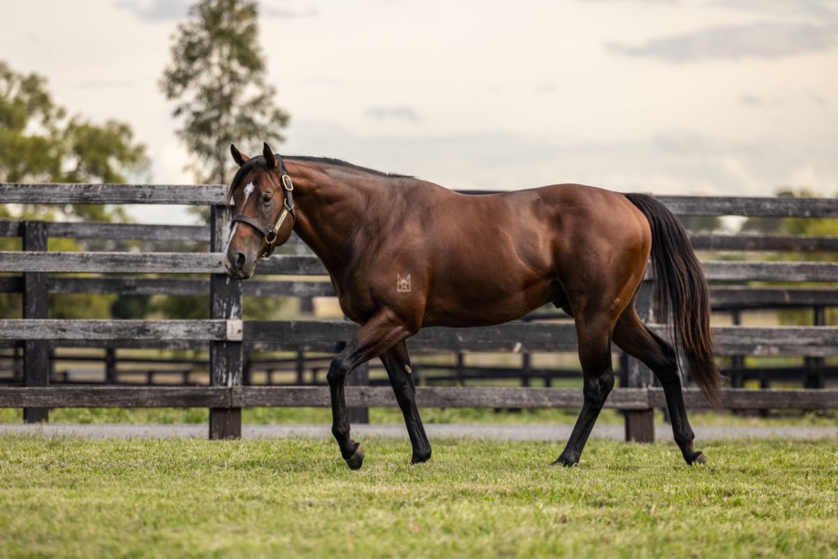 First Season Sire Runners & Results