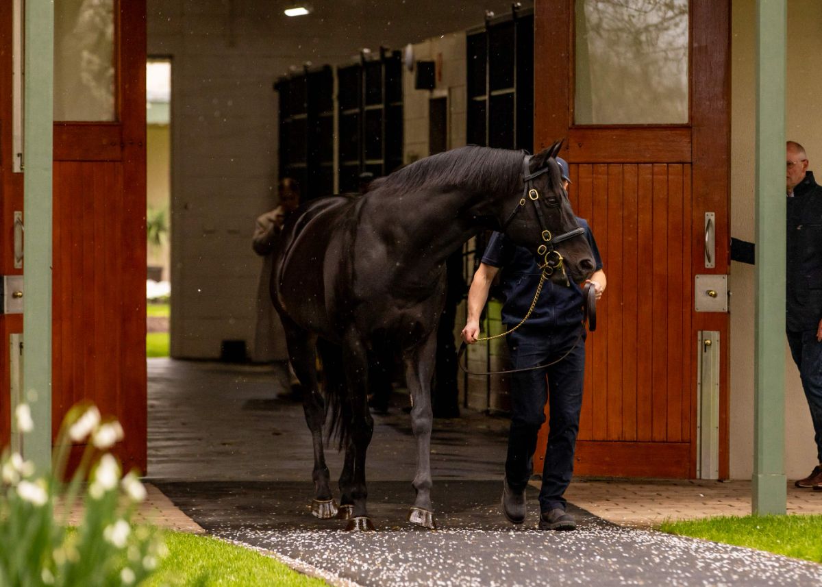 Second Season Sire Runners & Results