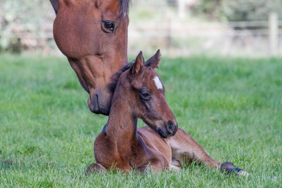 Matings Mix: Miranda Park on producing types for Inglis Premier