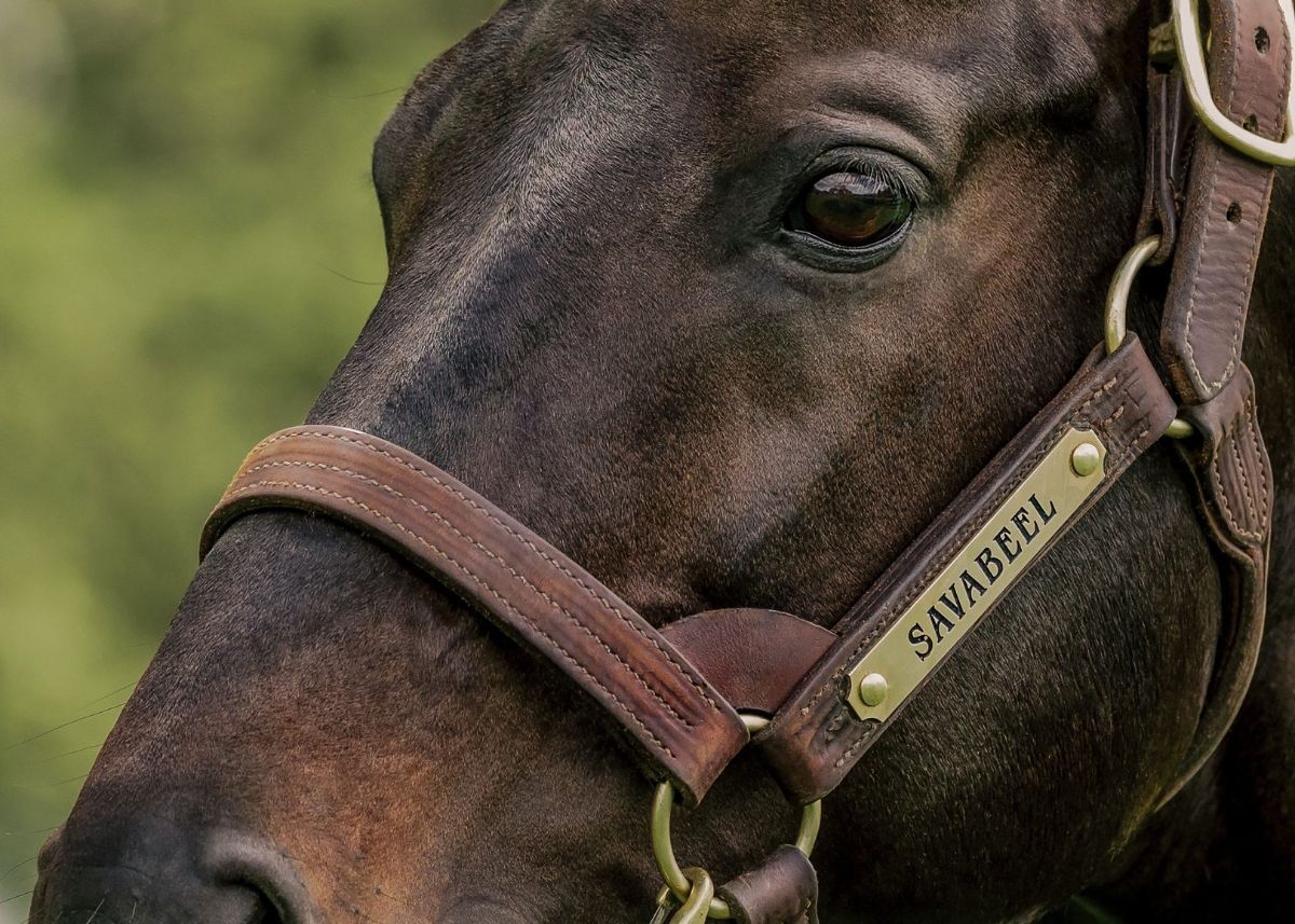 New Zealand Sires' Premiership