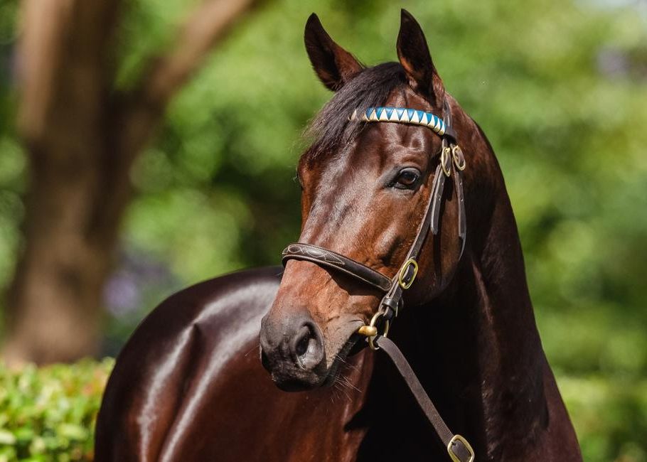 Too Darn Hot off the mark in Australia