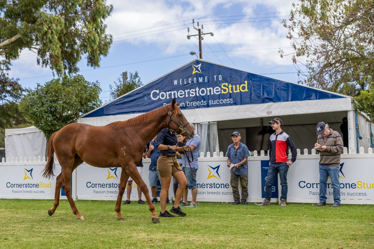 Matings Mix: Cornerstone Stud sees value in 2025 first season sires