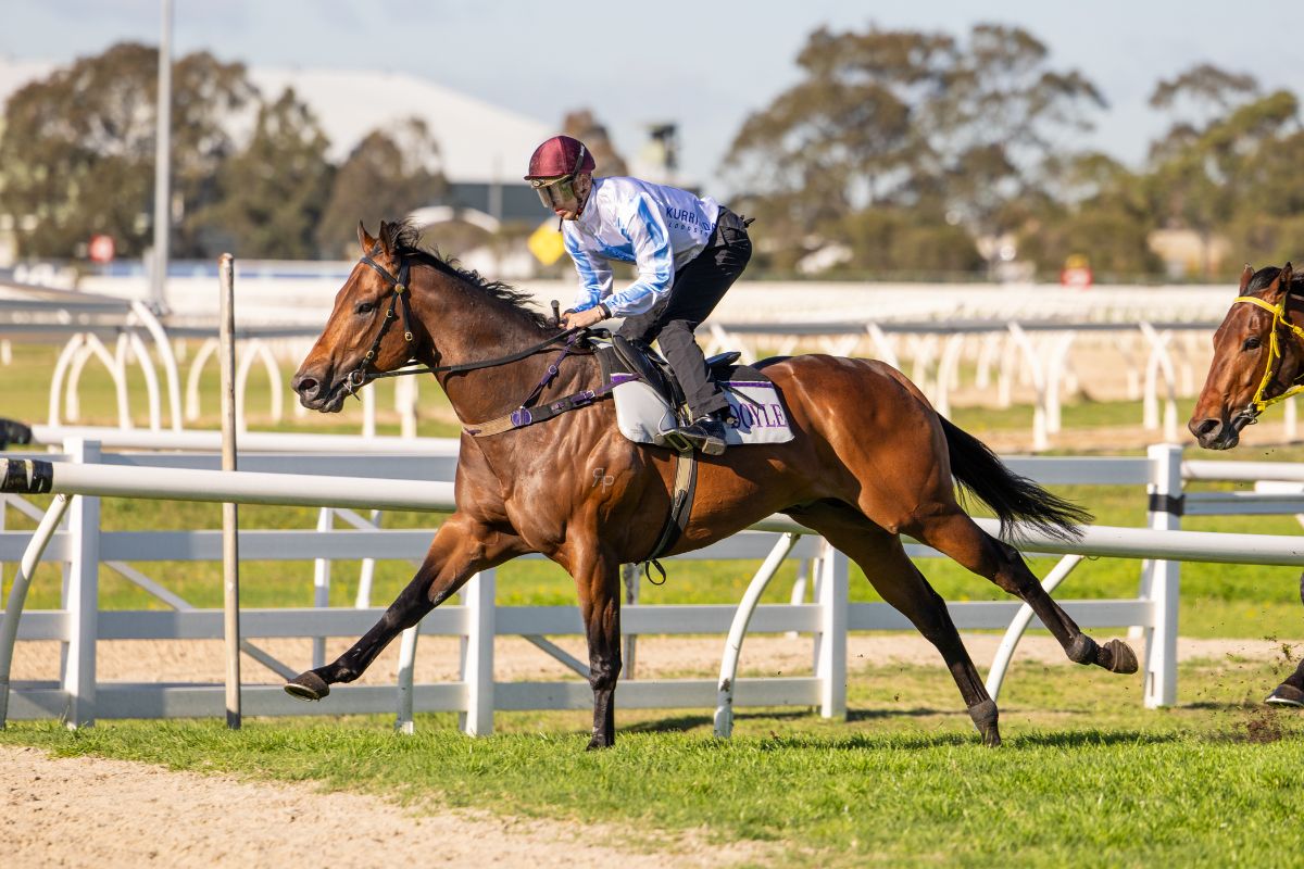 Trial report: Private Harry marches towards 'The Everest' after another ...