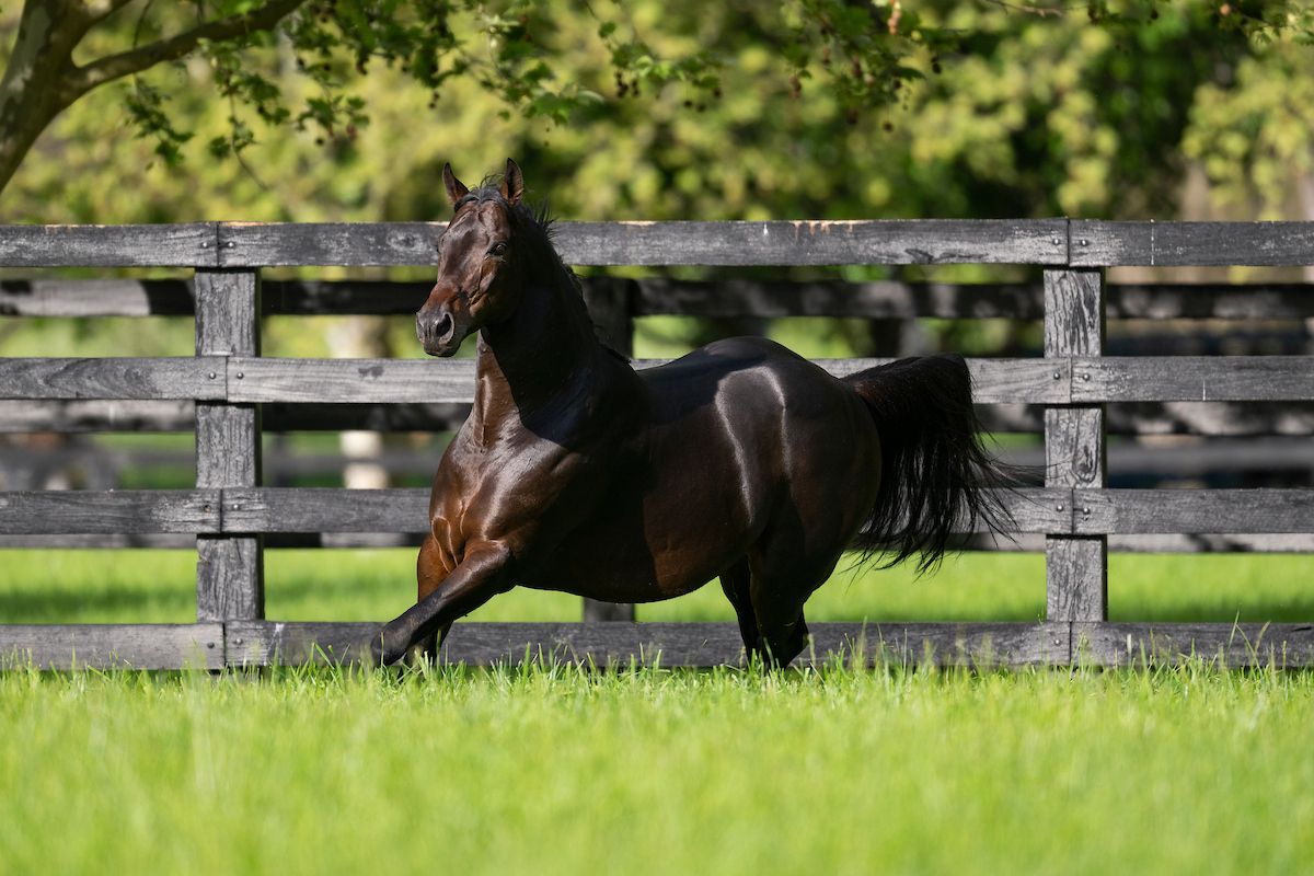 Australian Sires' Premiership