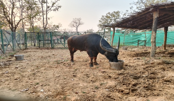 वन विभाग जारी किया खंडन : 40 नहीं 25 लाख रुपए वन भैसों के लिए किया गया ...