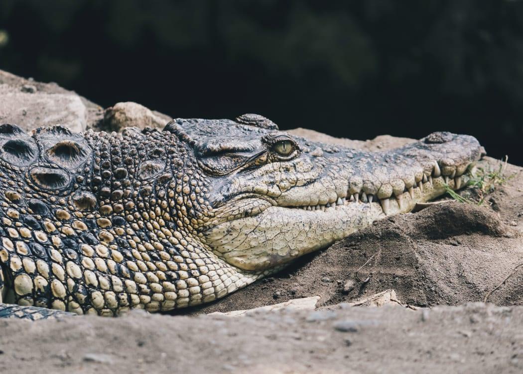 Man bathing in Menik Ganga killed by crocodile | The Morning