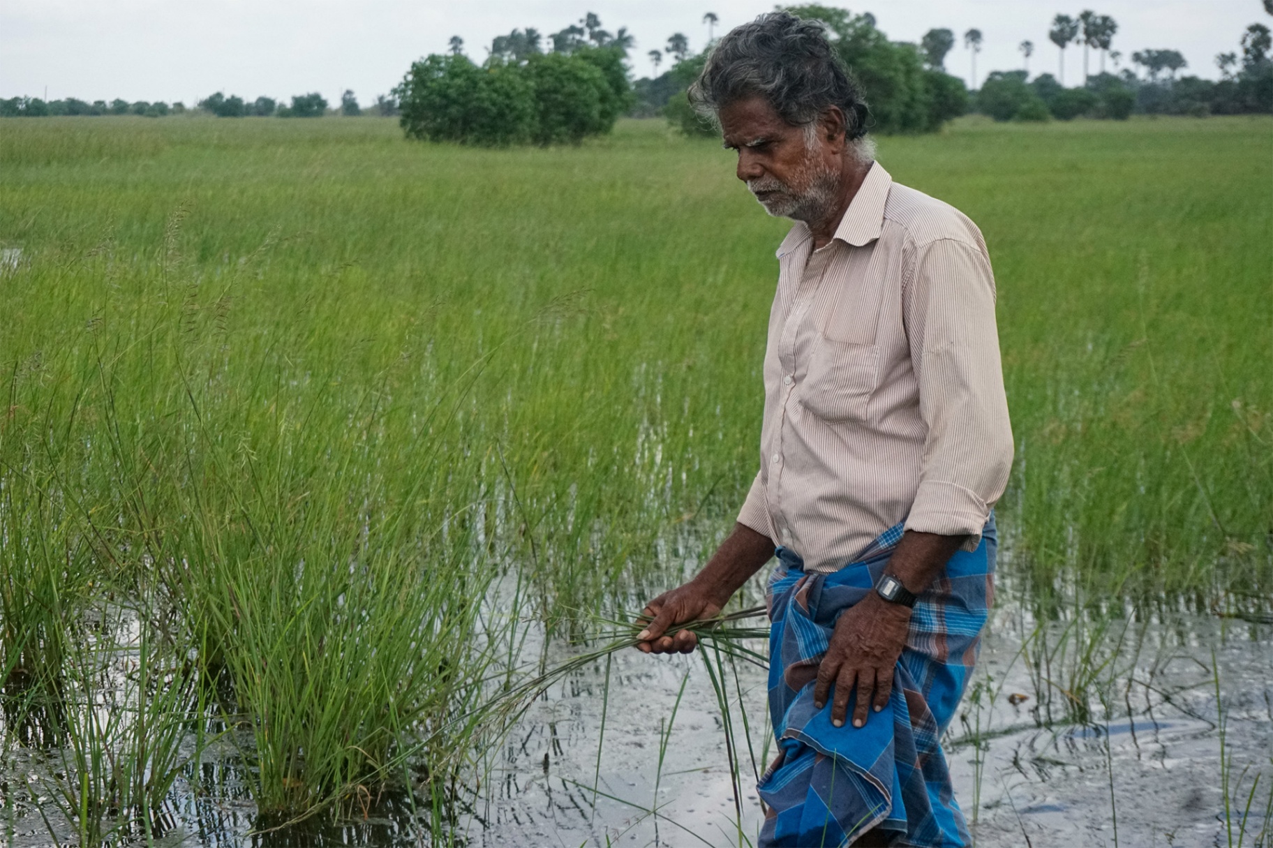 Rice supplies: Farmers fear looming shortage in April | The Morning