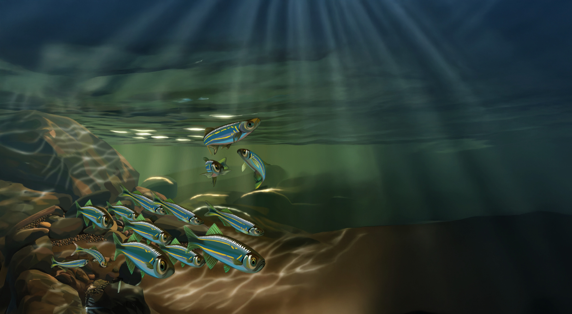 ‘Evolution: stories our freshwater fishes tell’ | The Morning