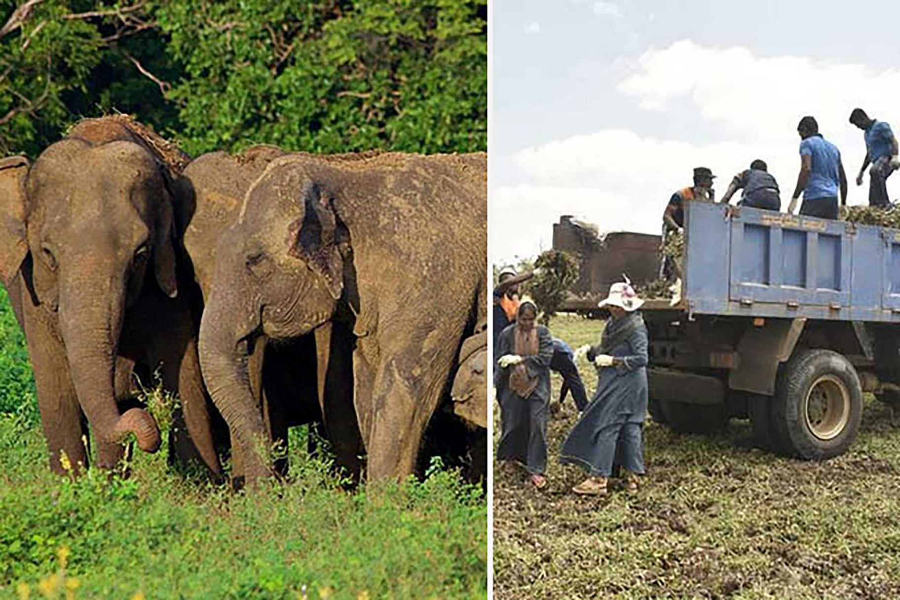 Kala Wewa cleared of invasives for elephants | The Morning