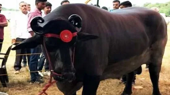 Meet India's most expensive buffalo, valued higher than two Rolls-Royce ...