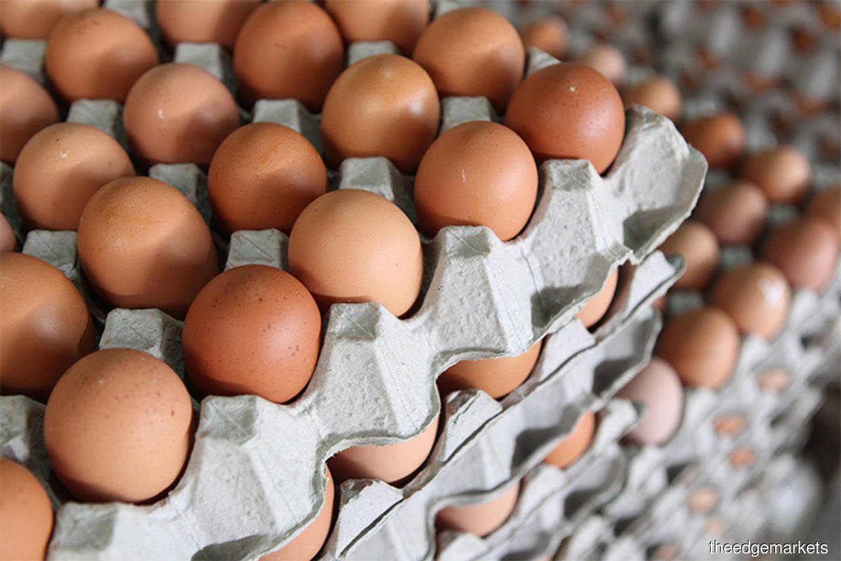 Poultry prices likely to drop as Govt. plans to import eggs | The Morning
