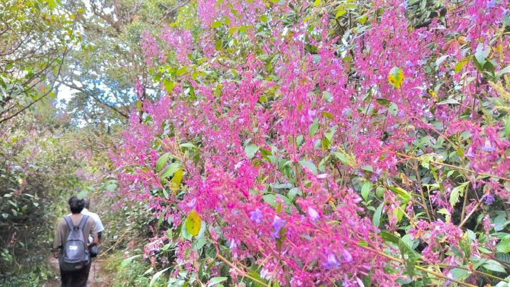 Visitors flock to Horton plains to witness rare Nelu flower bloom | The ...