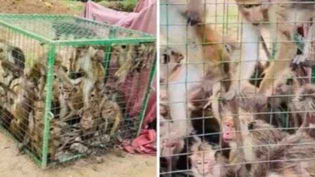 Thumpane monkey controversy: Environment Ministry verifying video | The ...