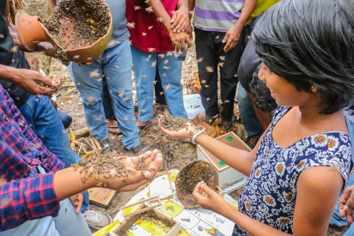 Sri Lanka’s first bee park opens in Bingiriya to boost honey production ...