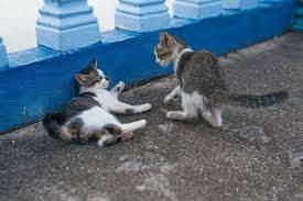 The cat distribution system at work | The Morning