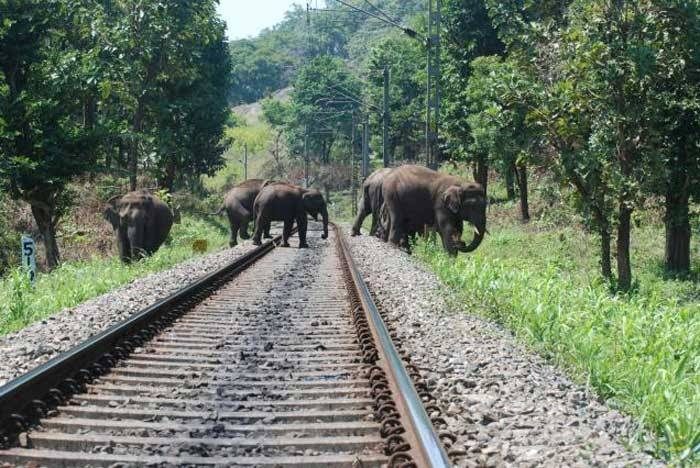 Govt. discusses measures to prevent train-elephant collisions | The Morning