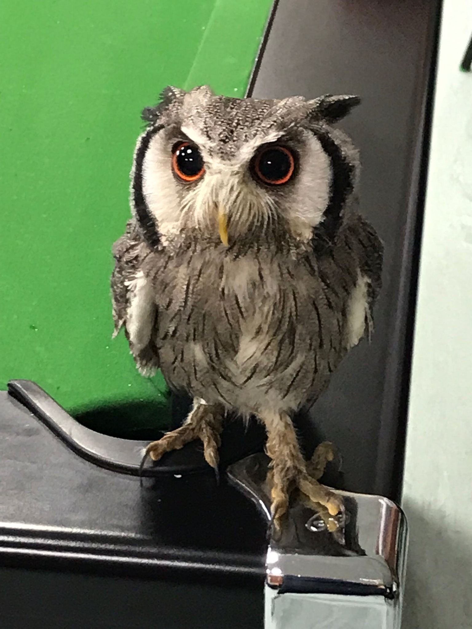 eventImages%2Fpp52e6LolMYXzmLeEPS5%2FEmma's Animals 5 (2).jpg?alt=media ...